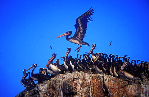 Paracas National Reserve and The Ballestas Islands - Journey Machu Picchu