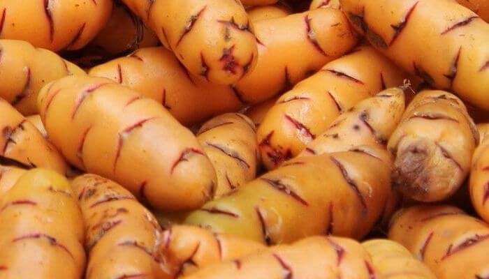 The Peruvian Potato - Journey Machu Picchu