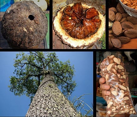 Top 12 Amazon Rainforest Plants to Spot on Your Trip - Journey Machu Picchu