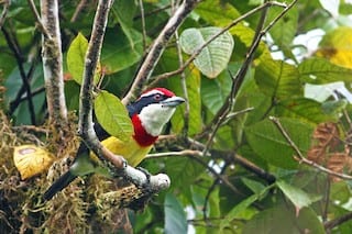 Amazon Rainforest Birds to Photograph - Journey Machu Picchu